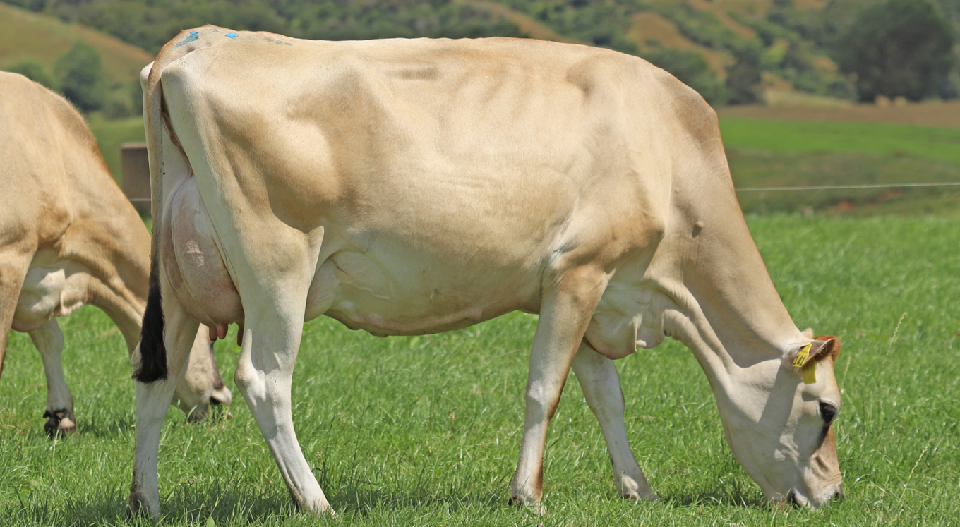 Exceptional demand for elite dairy genetics | PGG Wrightson